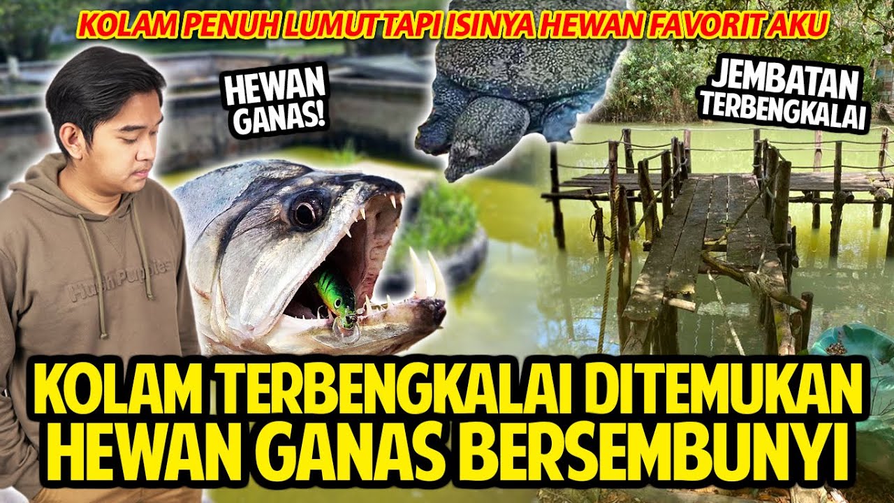 AKU MENEMUKAN KOLAM TERBENGKALAI PENUH LUMUT! ISINYA HEWAN-HEWAN GANAS ...