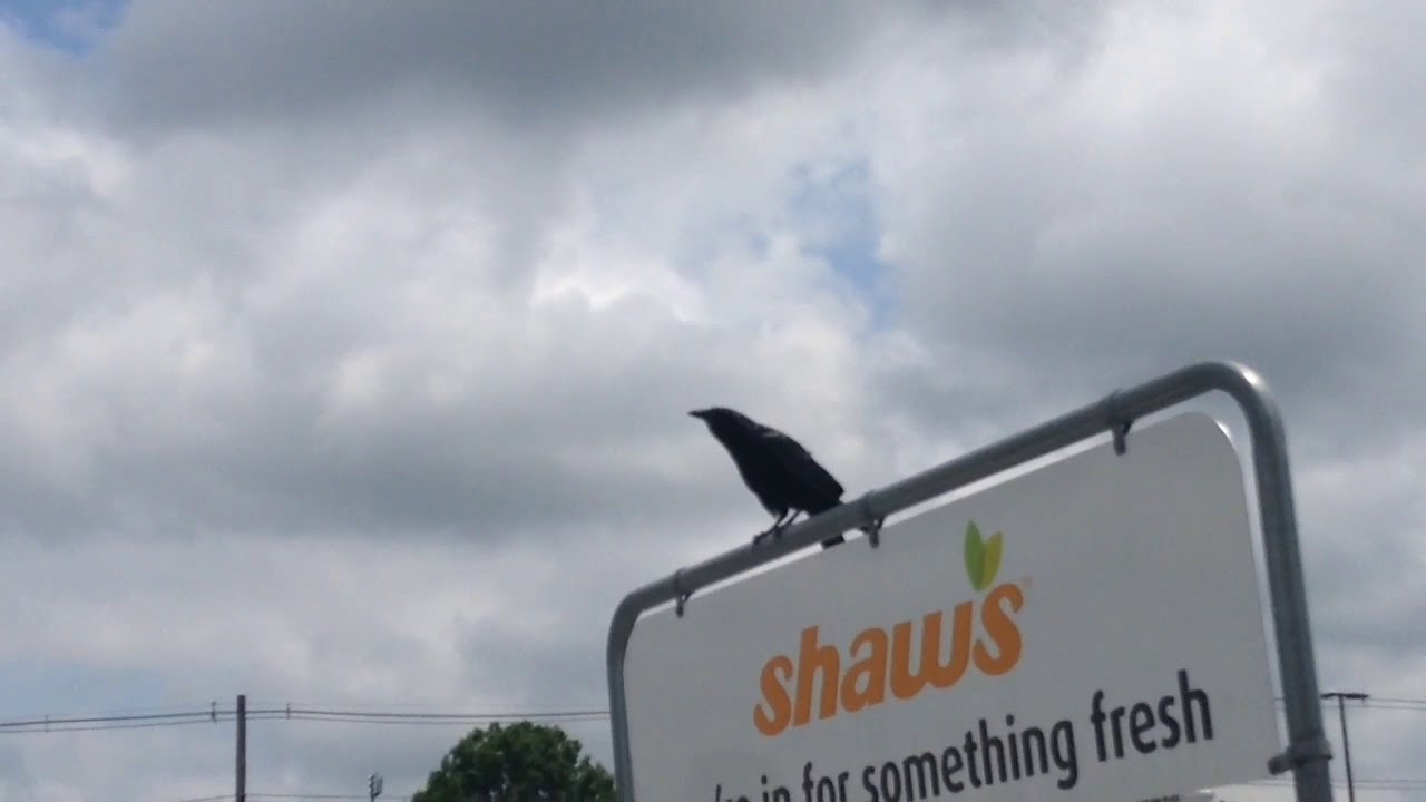 Fish crow calling - YouTube