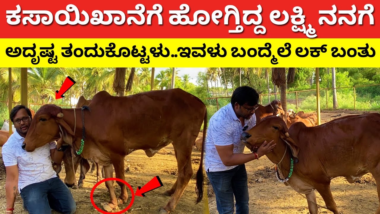 ಲಕ್ಷ್ಮಿ ಬಂದ್ಳು ಲಕ್ ಬಂತು Gir cow farming steps in Karnataka a2 milk ...