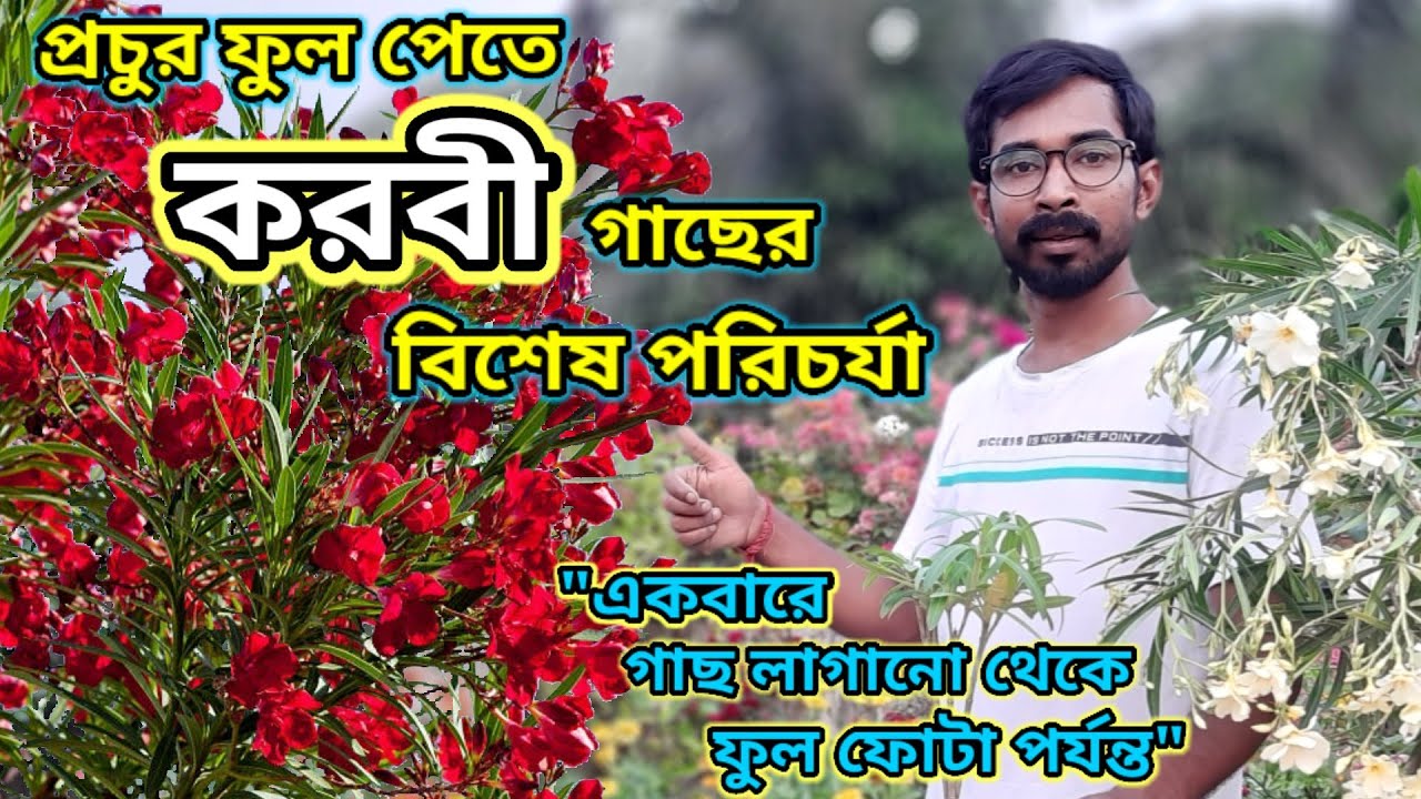 প্রচুর ফুল পেতে করবী গাছের বিশেষ পরিচর্যা / Oleander plant care ...