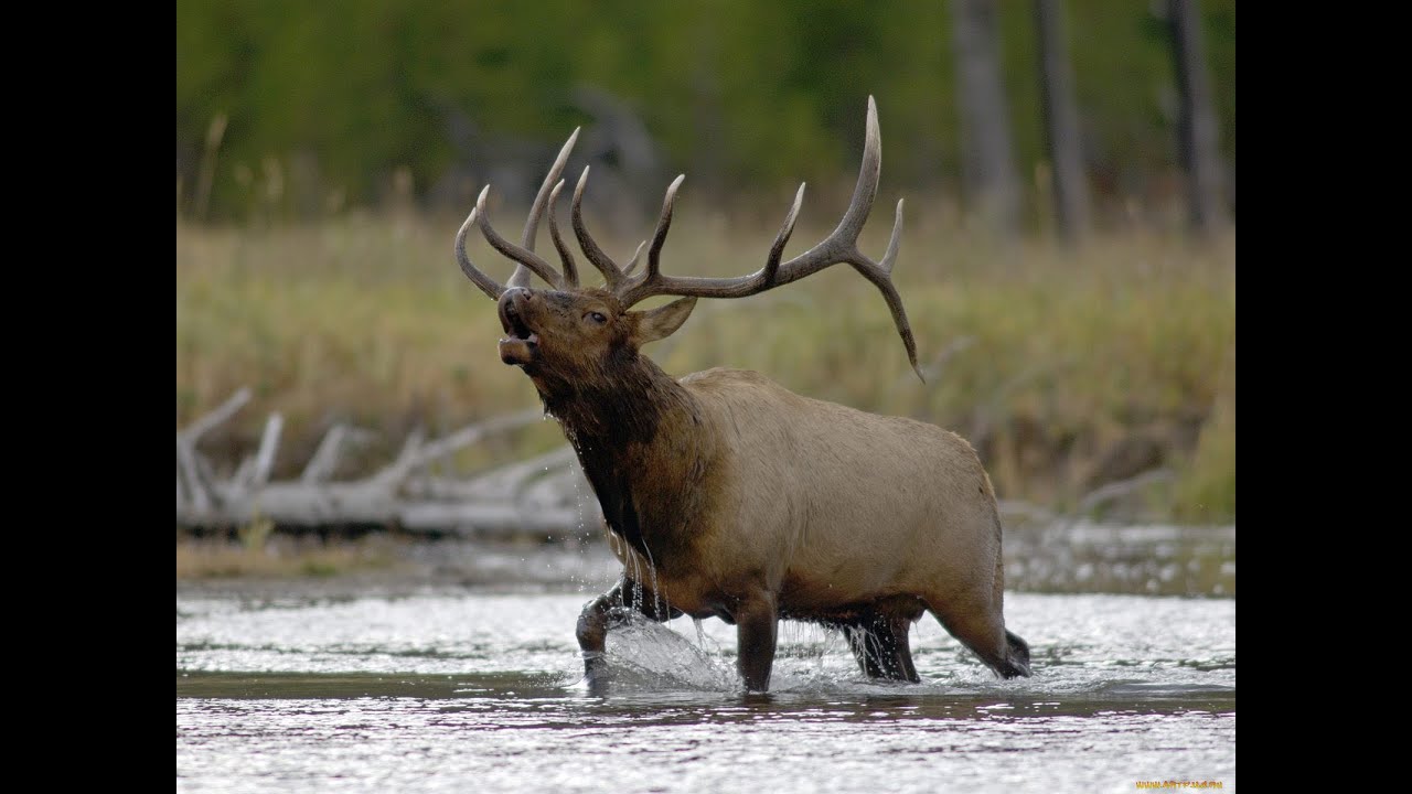 РЕАЛЬНАЯ ОХОТА НА ИЗЮБРЯ С ПОДХОДА ДОБЫЛ КАБАШКА REAL HUNT FOR RAISINS ...