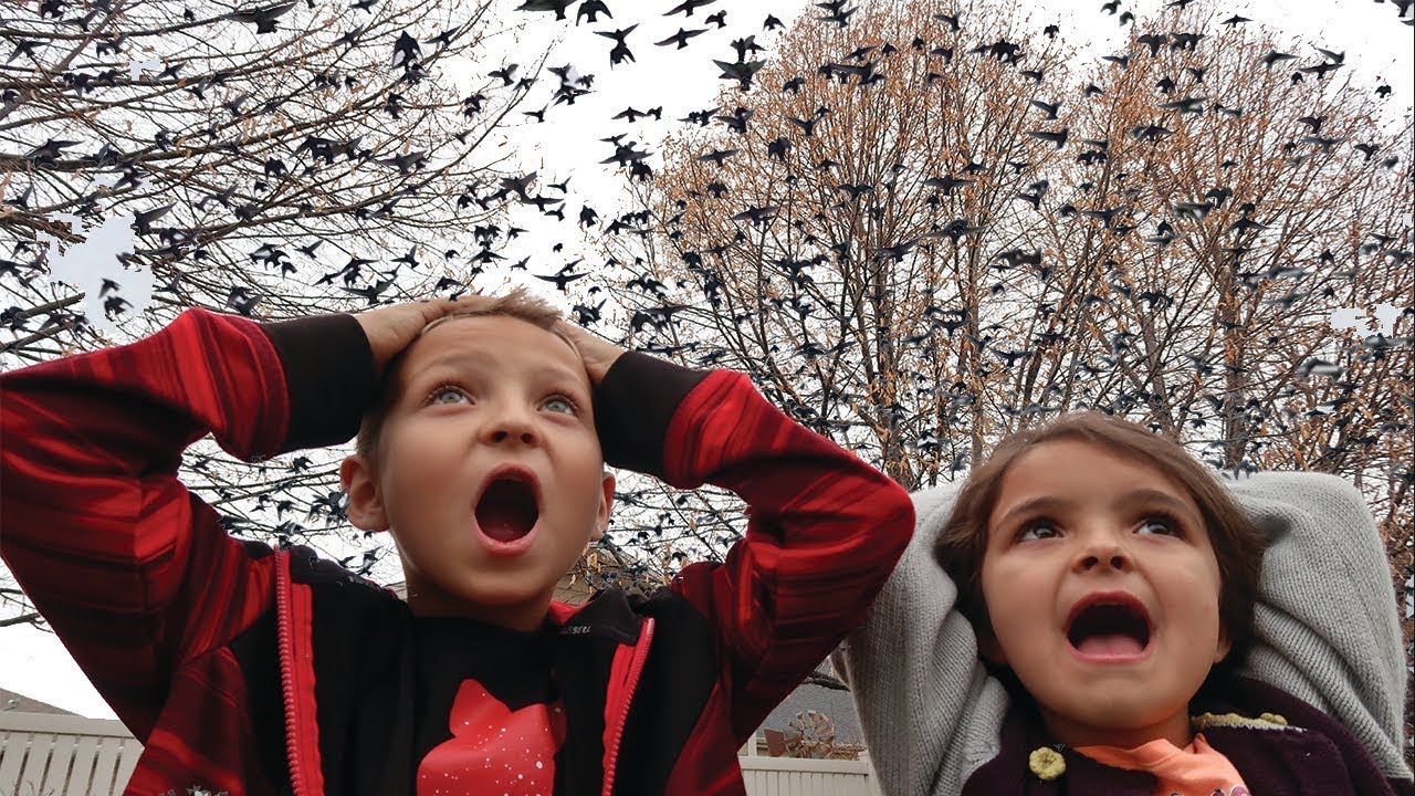 THOUSANDS OF BIRDS CHASING US!!! - YouTube