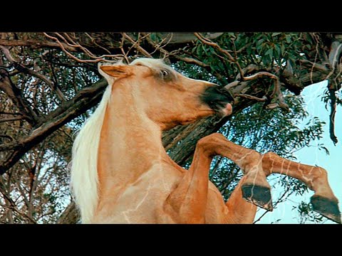 | НЕПОКОРЁННЫЙ ДУХ | (Серебряный ветер)