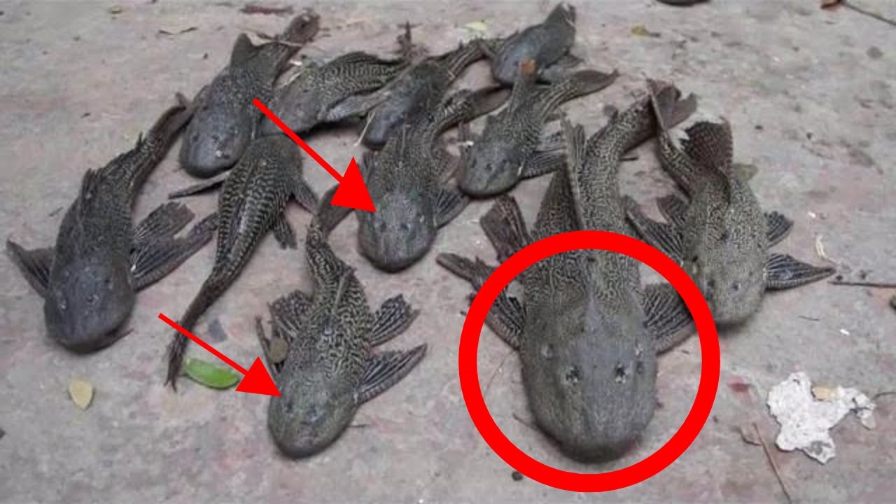 Wow ! Amazing fishing in Bhola 2017 # New Amazing fish # Amazing fish ...