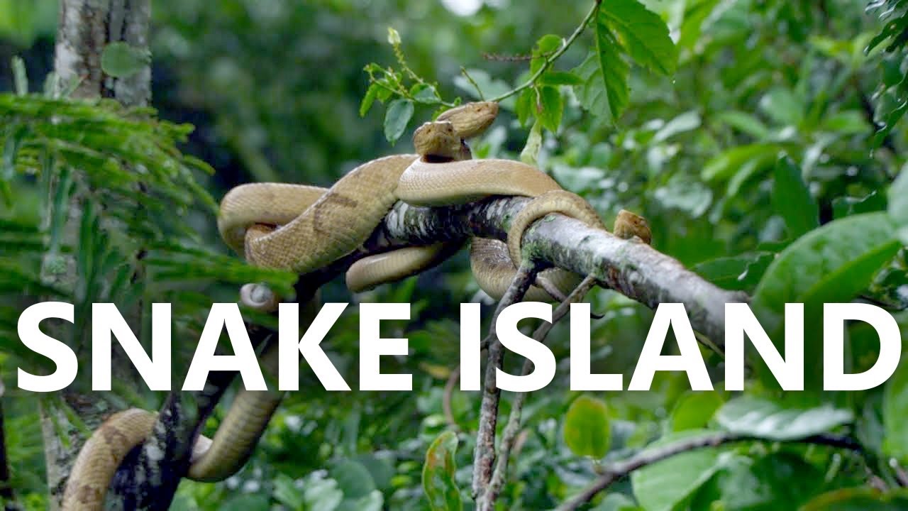Mysterious Island | World's Most Deadly Island | brazil - YouTube