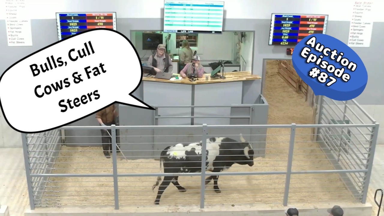 Bulls, Cull Cows & Fat Steers 03/03/2026 - YouTube