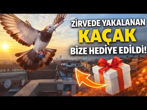 EN YÜKSEK BİNADA YAKALANAN KAÇAK BİZE HEDİYE EDİLDİ