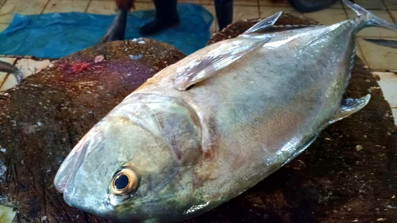 AMAZING CUTTING FISH SKILLS BIG GIANT TREVALLY IN THE WORLD - YouTube