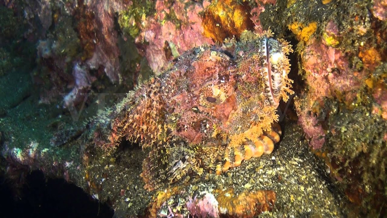 Stonefish lurks among rocks on seabed in blue sea. - YouTube