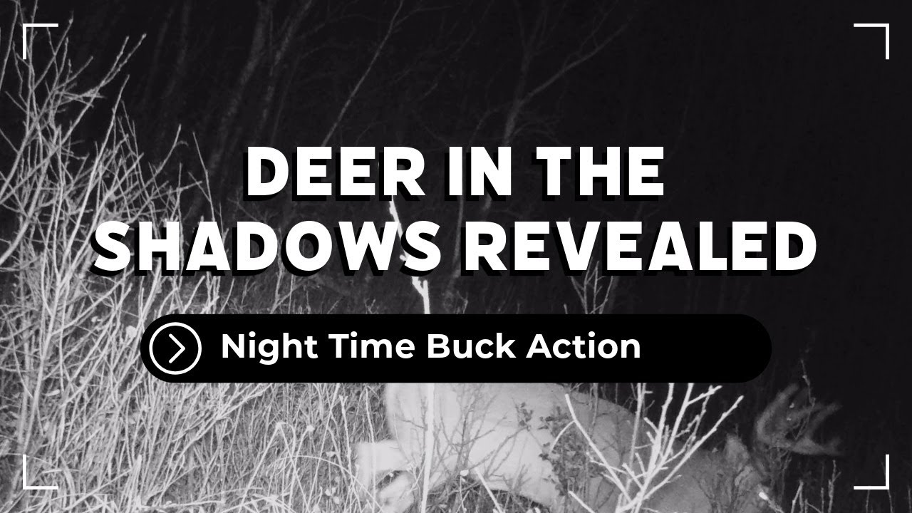 Night Time Buck Action - YouTube