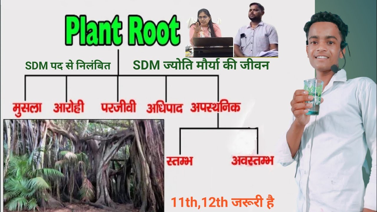 Plant ☘️ Root and Their Types l functions of Root l Modified Root l in ...