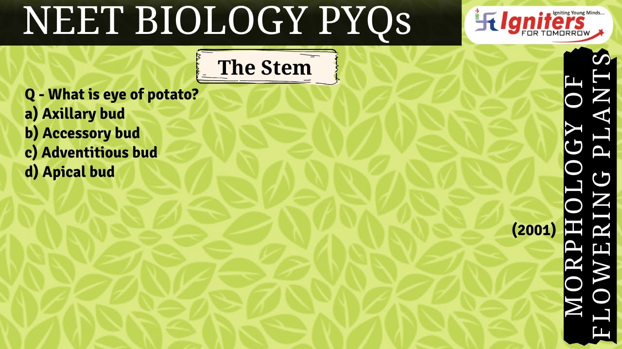 What is eye of potato? a) Axillary bud b) Accessory bud c) Adventitious ...