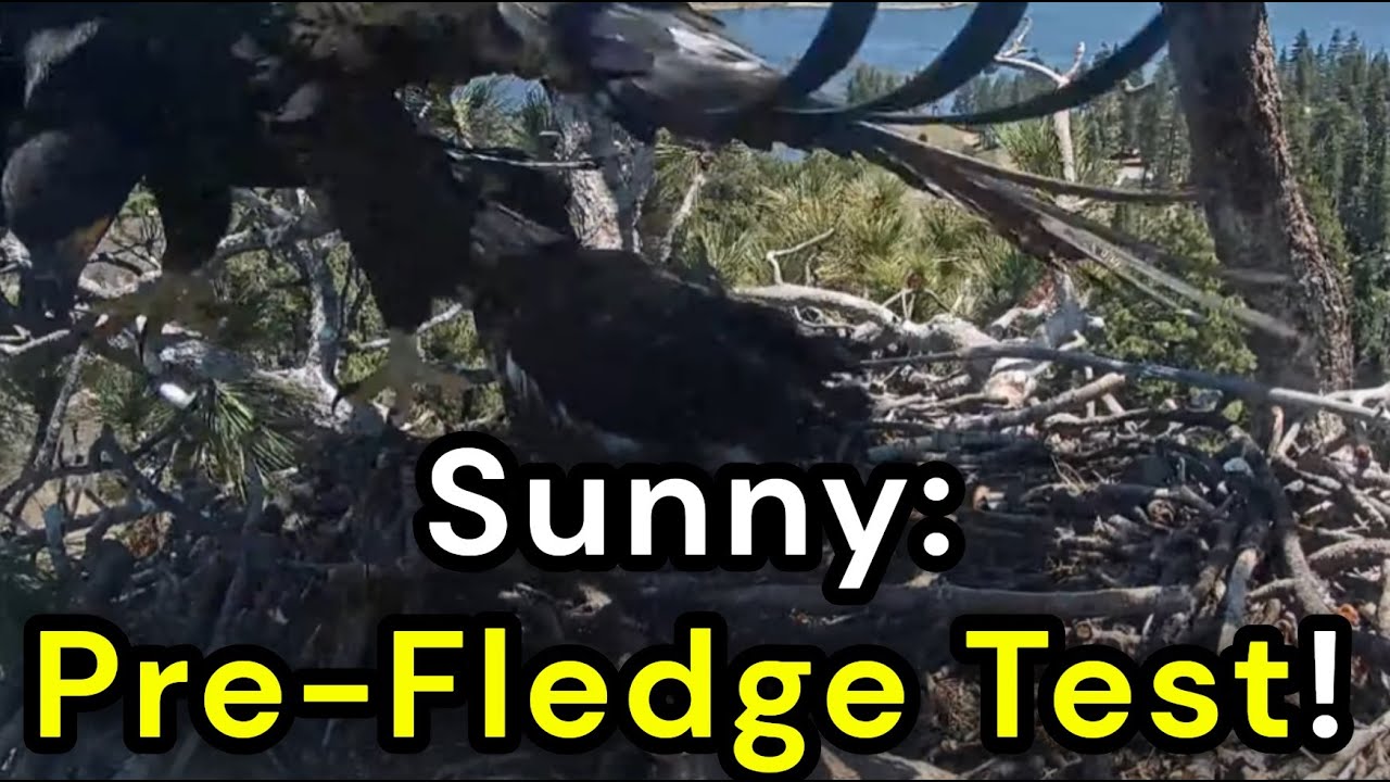 Sunny: Pre-Fledge Flight Test! 5/13/25 - Jackie & Shadow of Big Bear ...