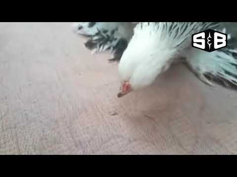 Horumcek, milcek ve toyuq