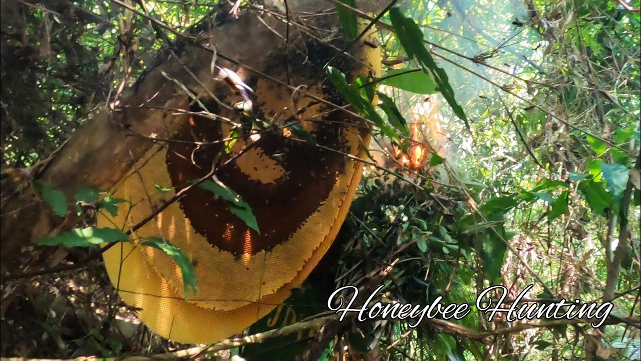 e341 - Ayukan or Pukyutan Hunting grabe ang hirap pala Honeybee - YouTube