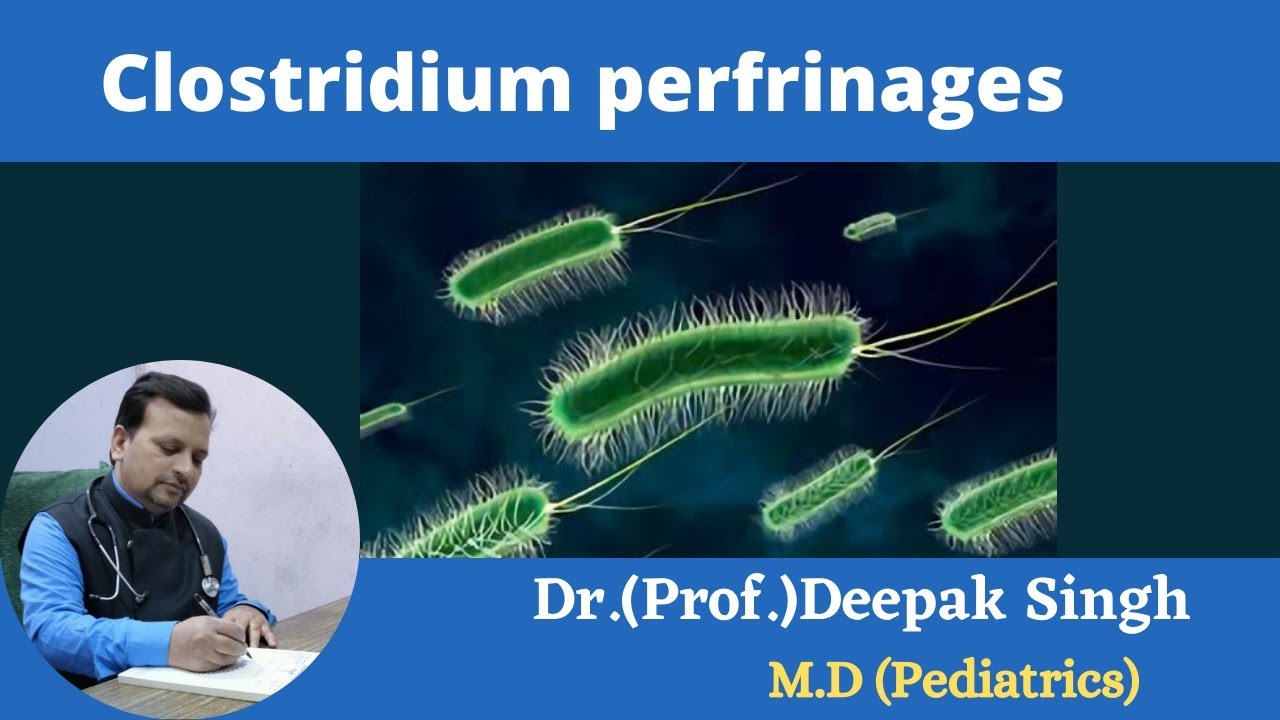 Clostridium perfrinages # Clostridium welchii # Deepak PD. Singh - YouTube
