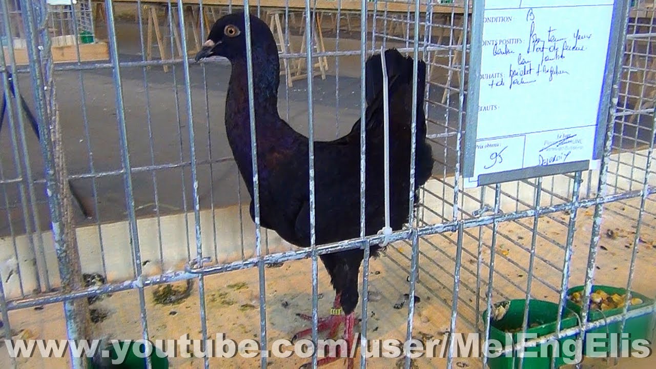 Pigeon Poule Maltais Noir - Malteser Tauben - Maltezer Kipduif ...