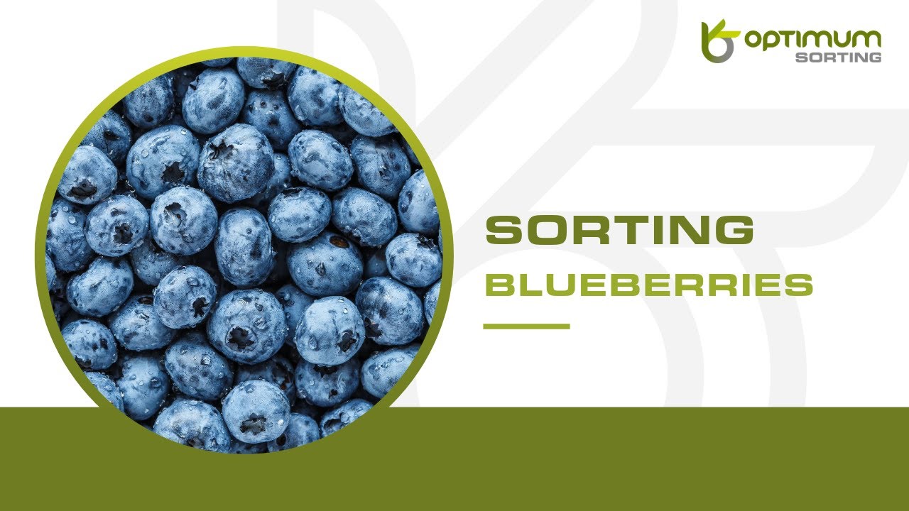 How to sort blueberries ? | Optimum Sorting - YouTube