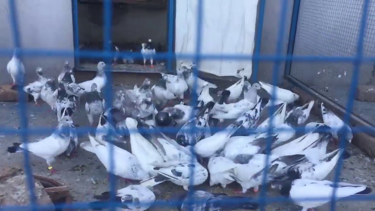 pigeons setup - YouTube