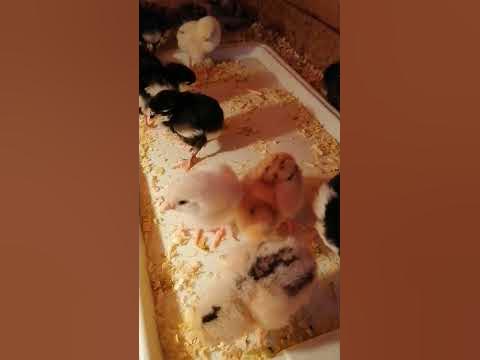 Незаменимый корм для суточных цыплят #куры #цыплята - YouTube