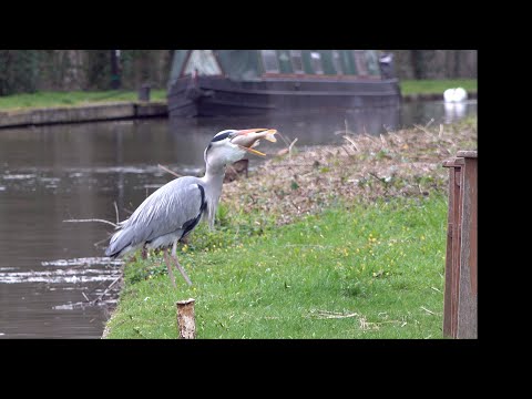 heron swallowing a large fish