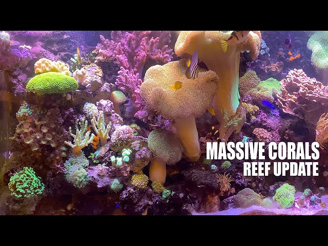 Massive Coral