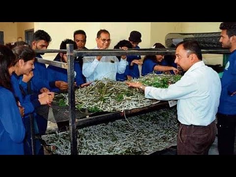 How Silk is Made - Silk Processing Making From silkworm - Silk Farm ...