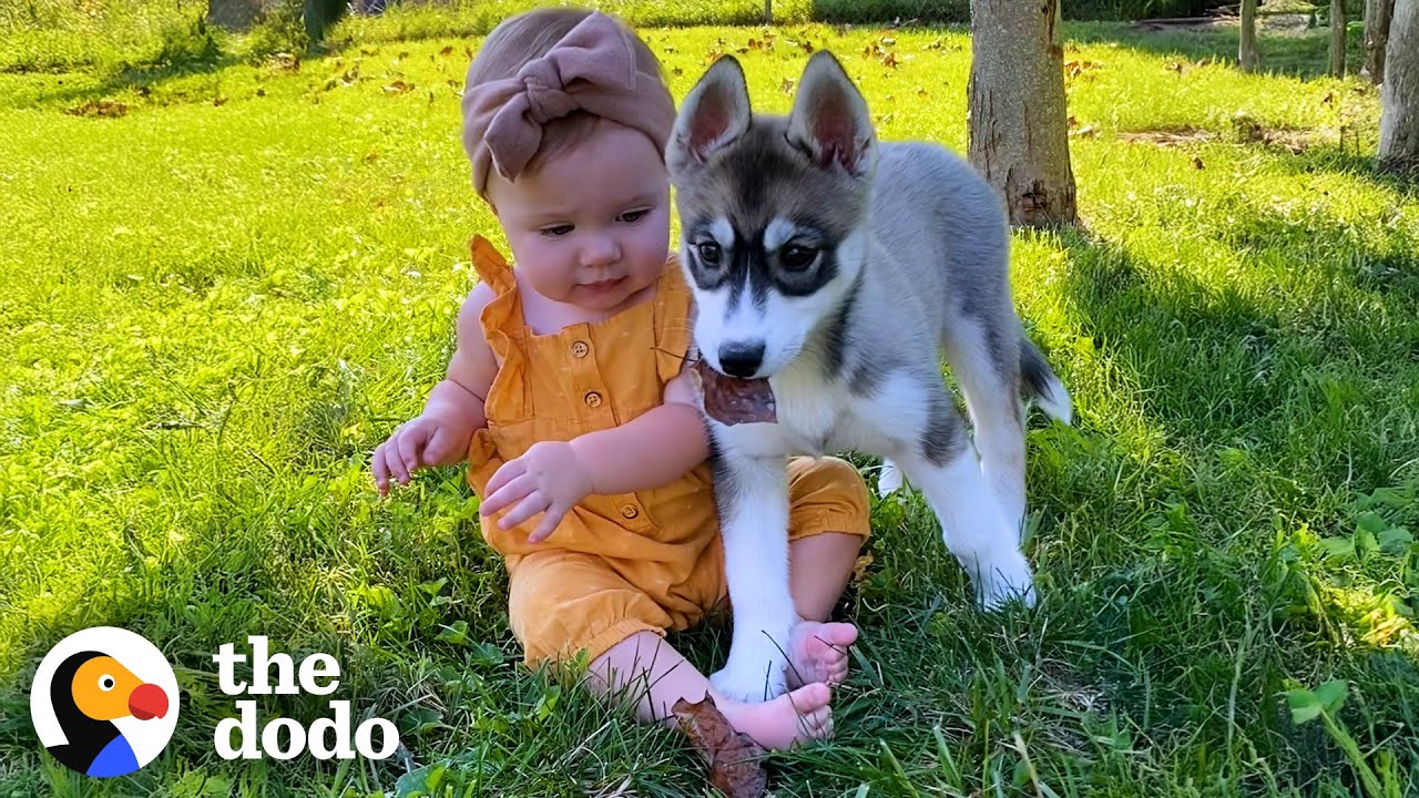 Little Girl And Her Husky Are The Same Age | The Dodo - YouTube