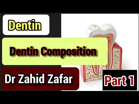 Part 1 Dentin, Dentin composition #tencate #enamel #dentin #teeth - YouTube