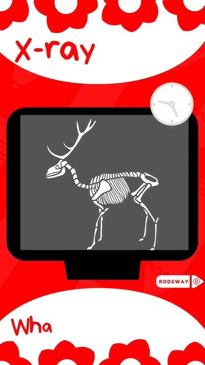 X-ray Guess. Fun guessing game. #guessinggame #fun #rodsway #game # ...