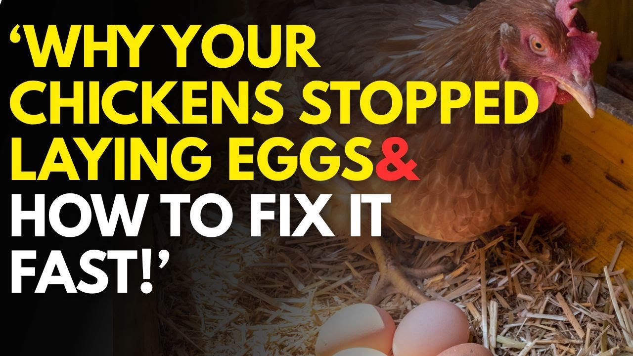 Why Your Chickens Stopped Laying Eggs & How to FIX It FAST! - YouTube