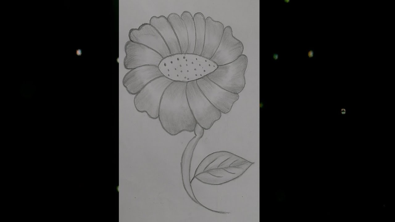 How to draw flower pencli sketch easy step by step - YouTube