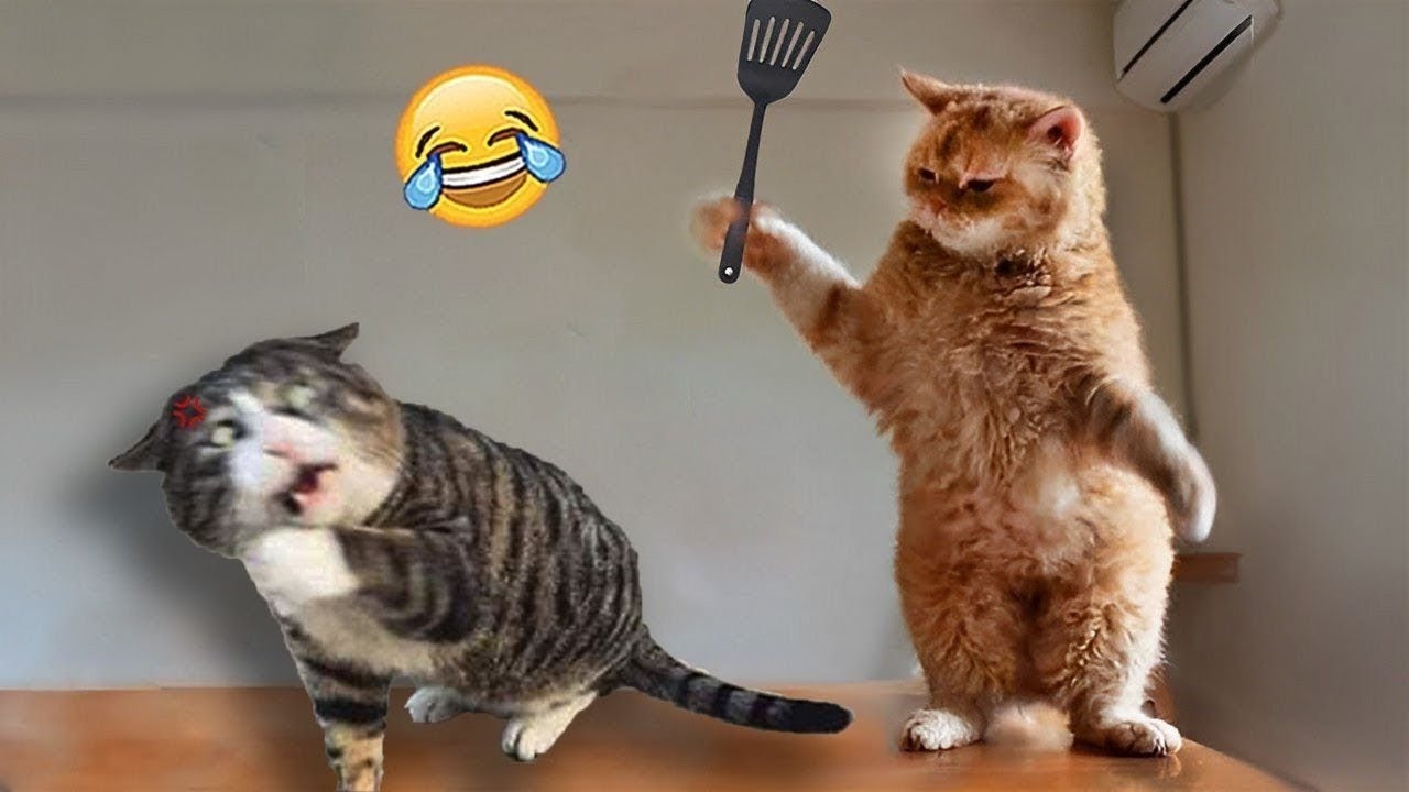 Best Laughing Pets Compilation 2025 😼🐶Try Not To Laugh😜 - YouTube