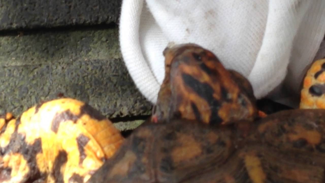 Sparky's Slimy Face-Box Turtle Care - YouTube