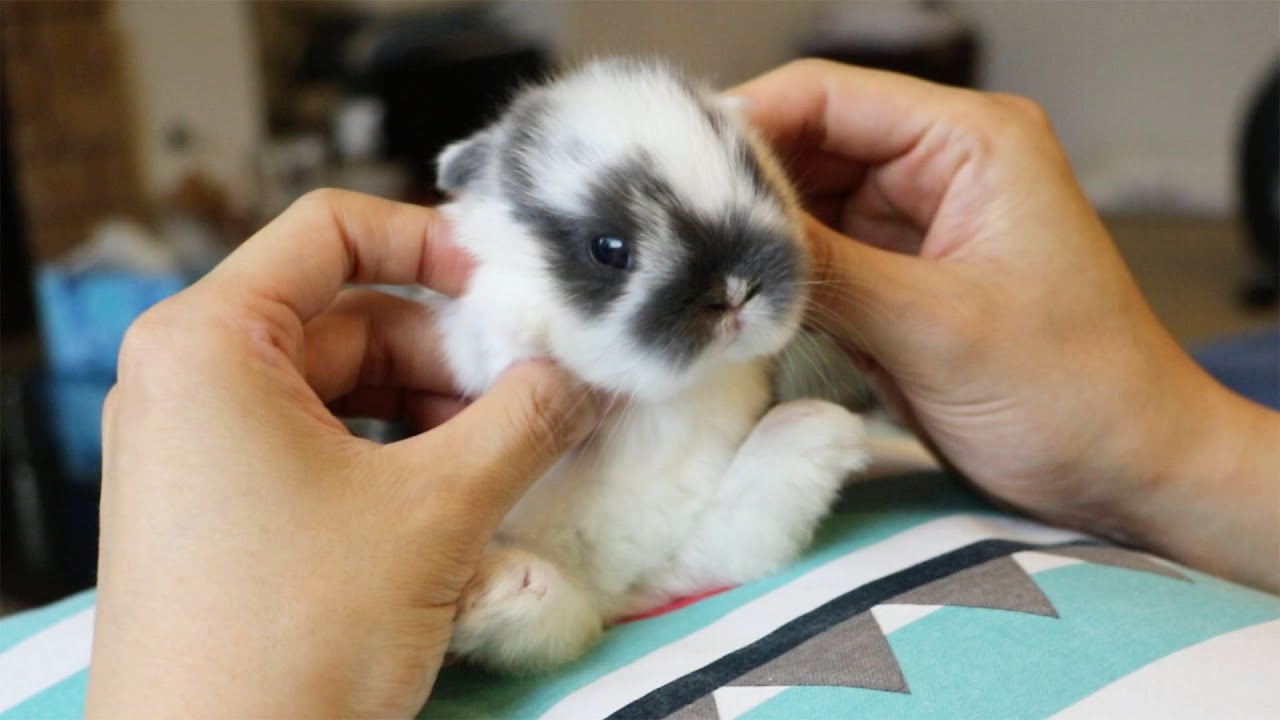Dancing Bunny Youtube