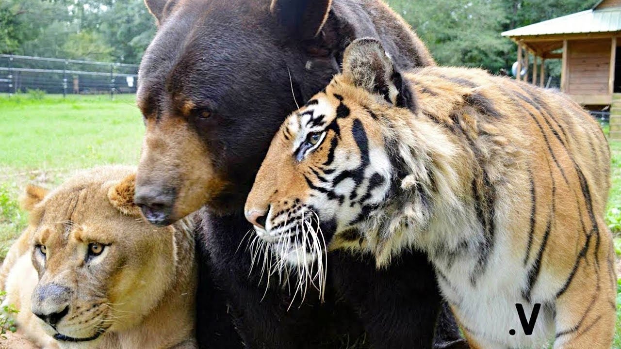 Bear, Lion, and Tiger became friends as cubs and stayed together for ...