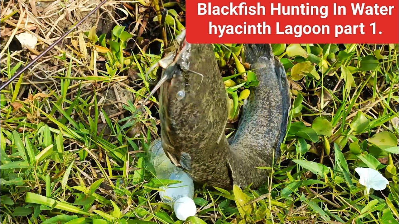 Blackfish Hunting In Water hyacinth Lagoon part 1. Go fishing - YouTube