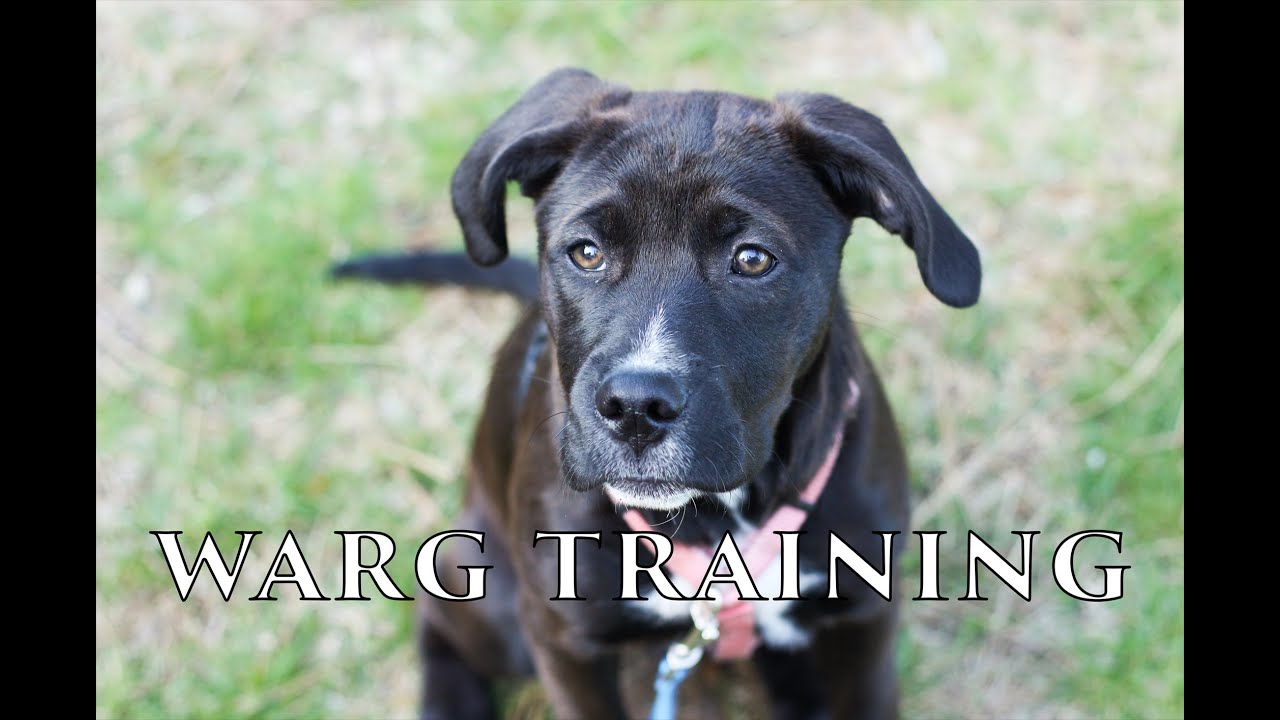 Happy Hobbit: Warg Puppy Training - Episode 77 - YouTube