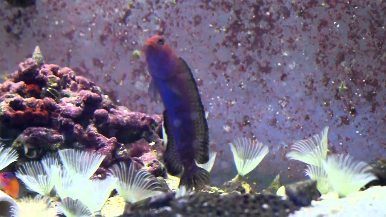 Male Redhead Jawfish Pre-spawn - YouTube