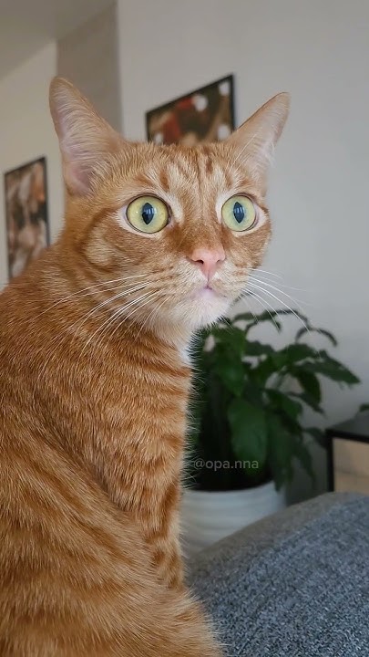 ️Кот Артём ️ - YouTube