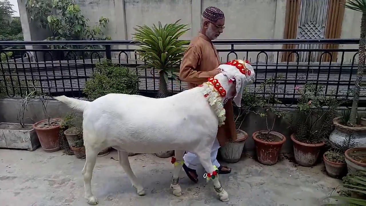 Big Heavy Weight BABLU Bakra 2017 By Salman Amjad - YouTube