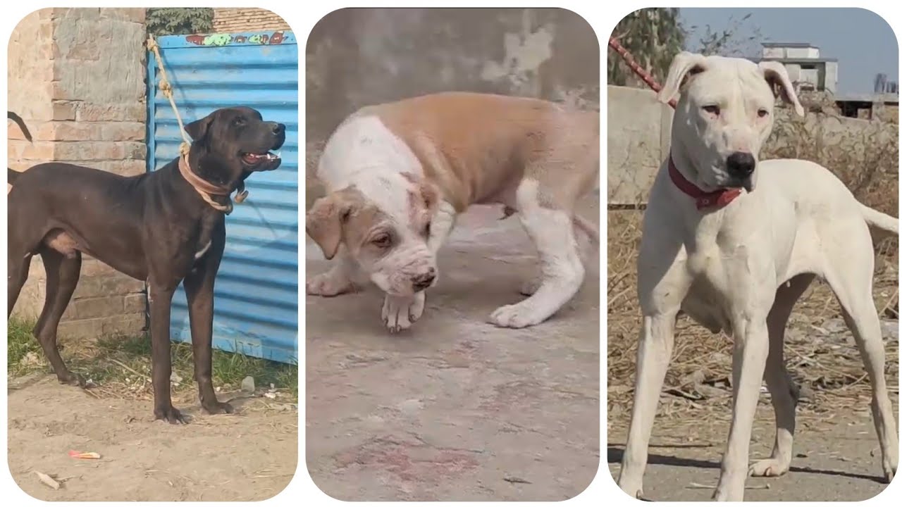 Most Beautiful Kohati Gulter Bhully Gulter Dogs Available For Sale ...