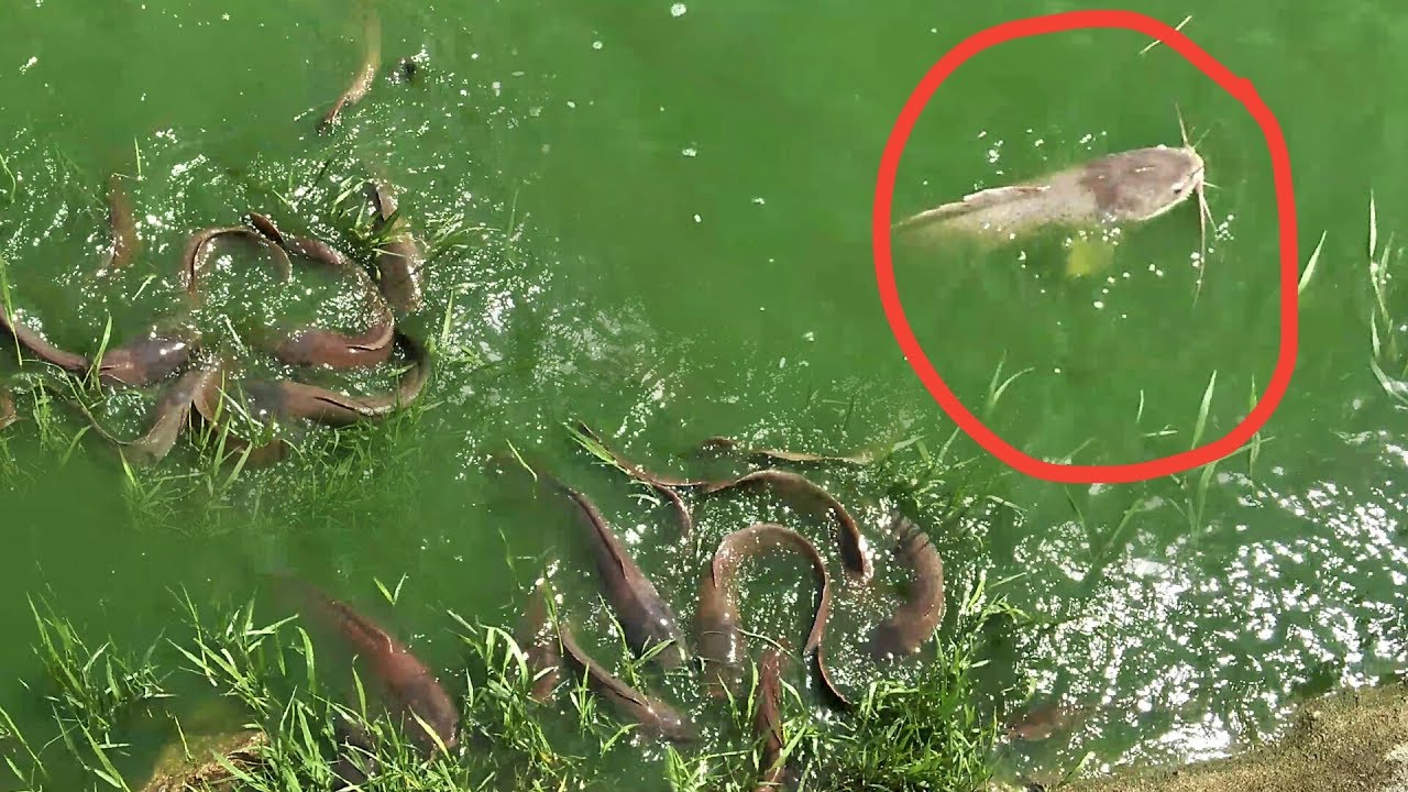 God fish #Vemulakonda gutta#Matsyagiri Laxmi narasimha Swamy konerulo ...