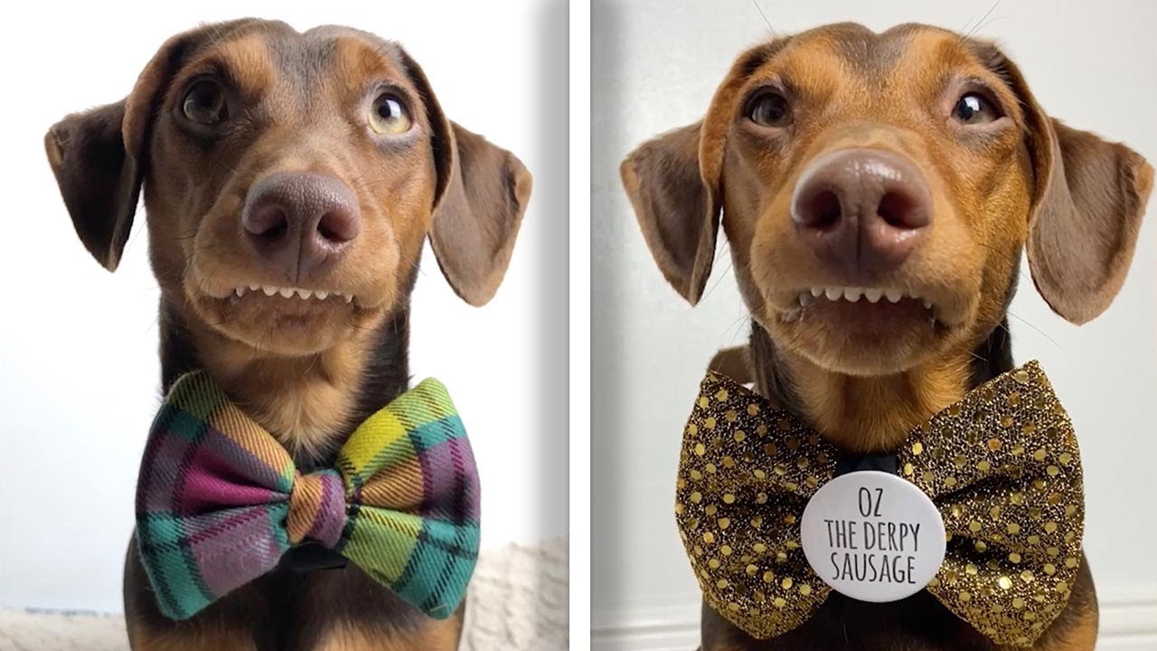 Dachshund Has A Permanent Smile | Adorable Pawsome Pets - YouTube