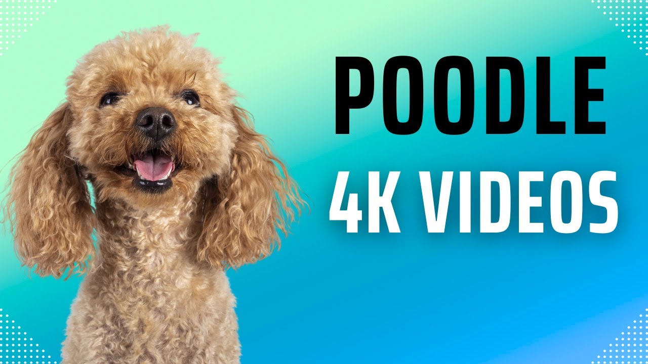 Poodle videos in 4K : The perfect fluffy and friendly family dog - YouTube