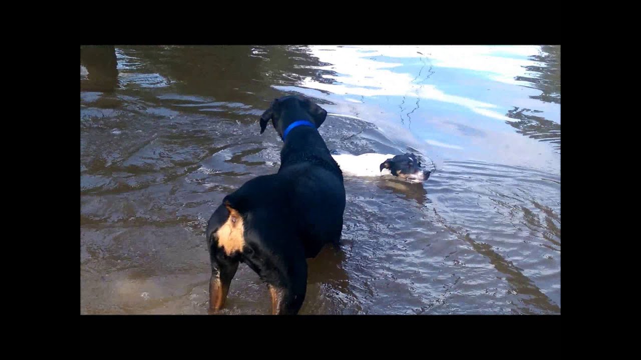 Oct 2015 flood dogs swimming - YouTube