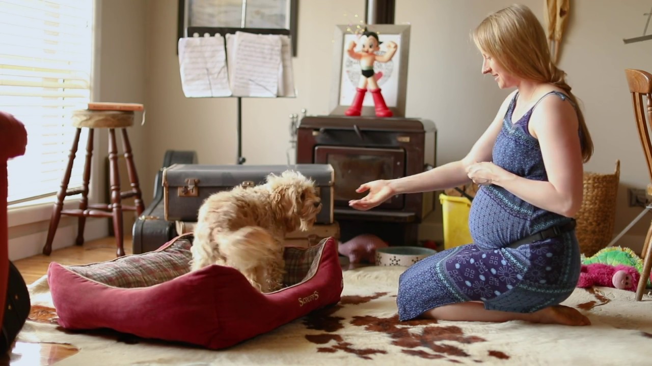 Introducing Dog to Baby Dog training techniques - Boundary / Bed ...