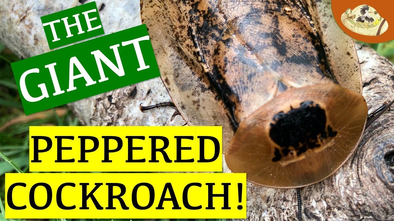 Giant Peppered Cockroach: 5 Interesting Facts You NEED to Know ...