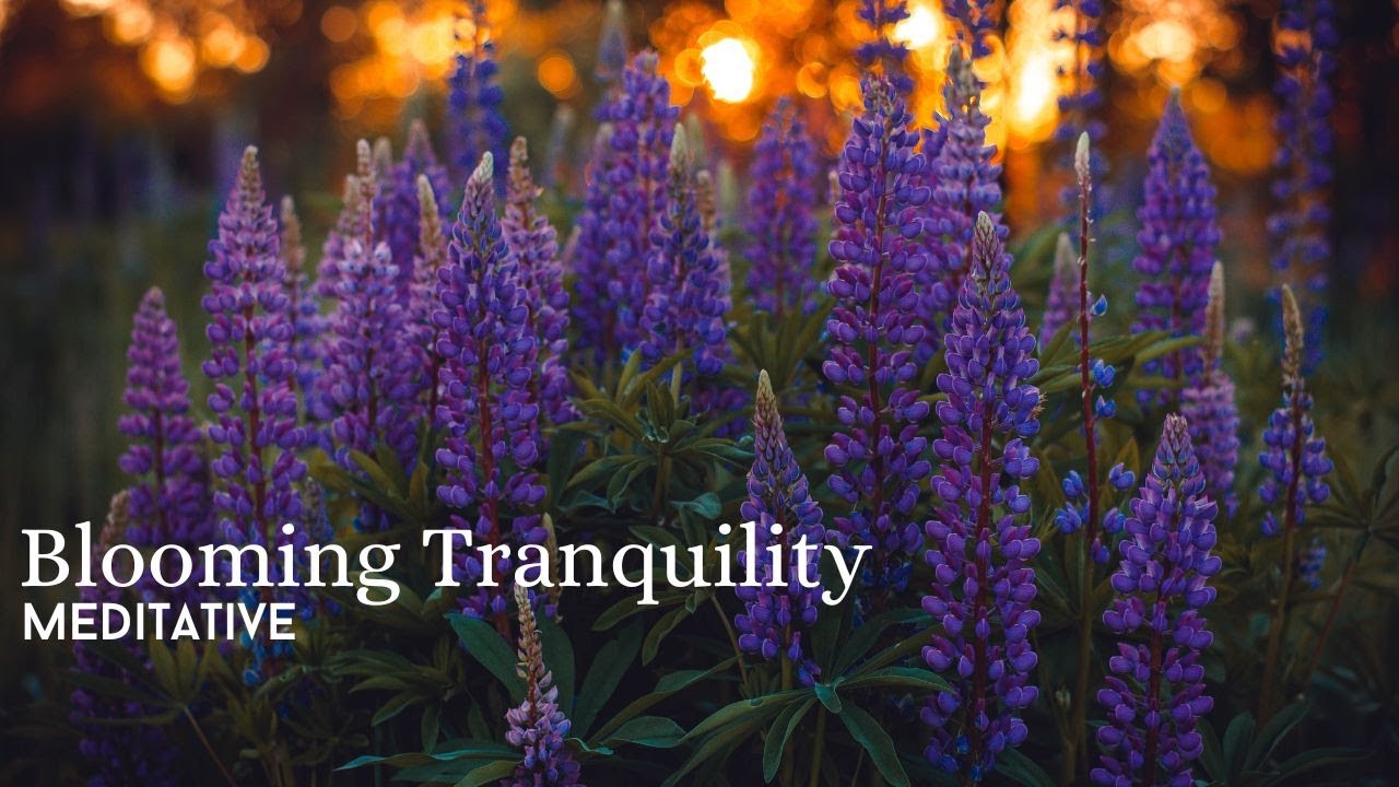 Blooming Tranquility: A visual symphony of Beautiful Flowers with ...