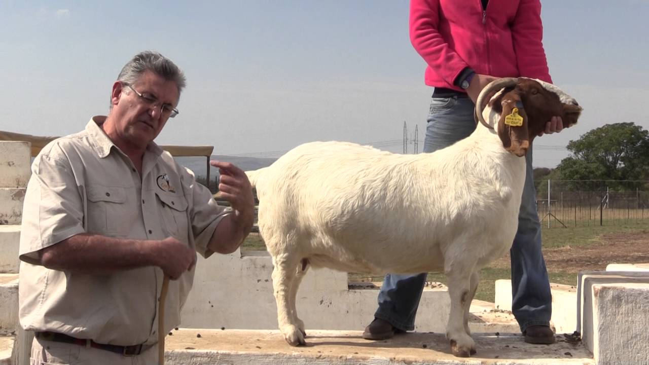 video 2 Conrad Herbst South Africa explaining the anatomy of the Boer ...